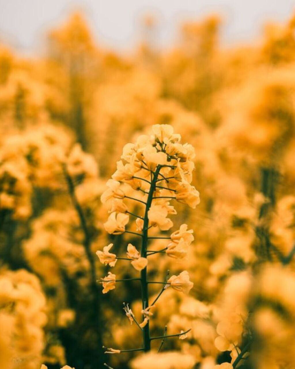 Gallery | Silverado Resort, Napa Valley