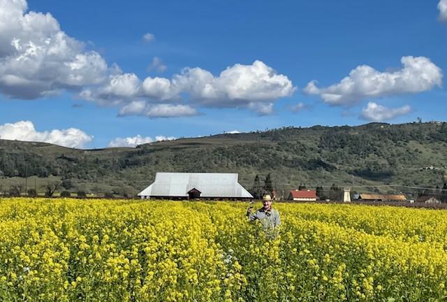 Celebrate the Golden Beauty of Napa Mustard Season