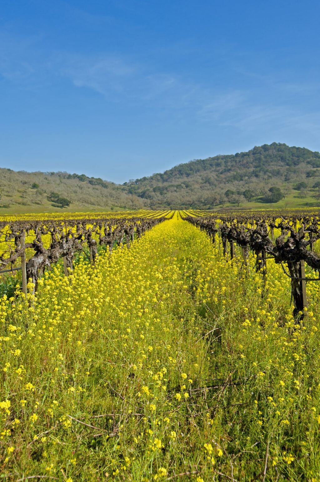 Napa Mustard Season Celebration