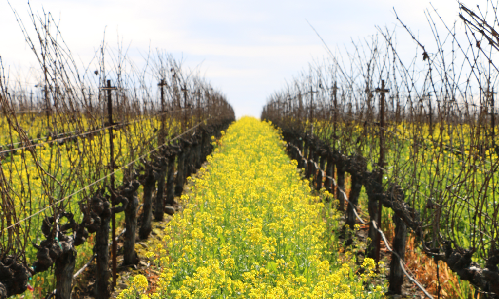 Celebrate the Golden Beauty of Napa Mustard Season
